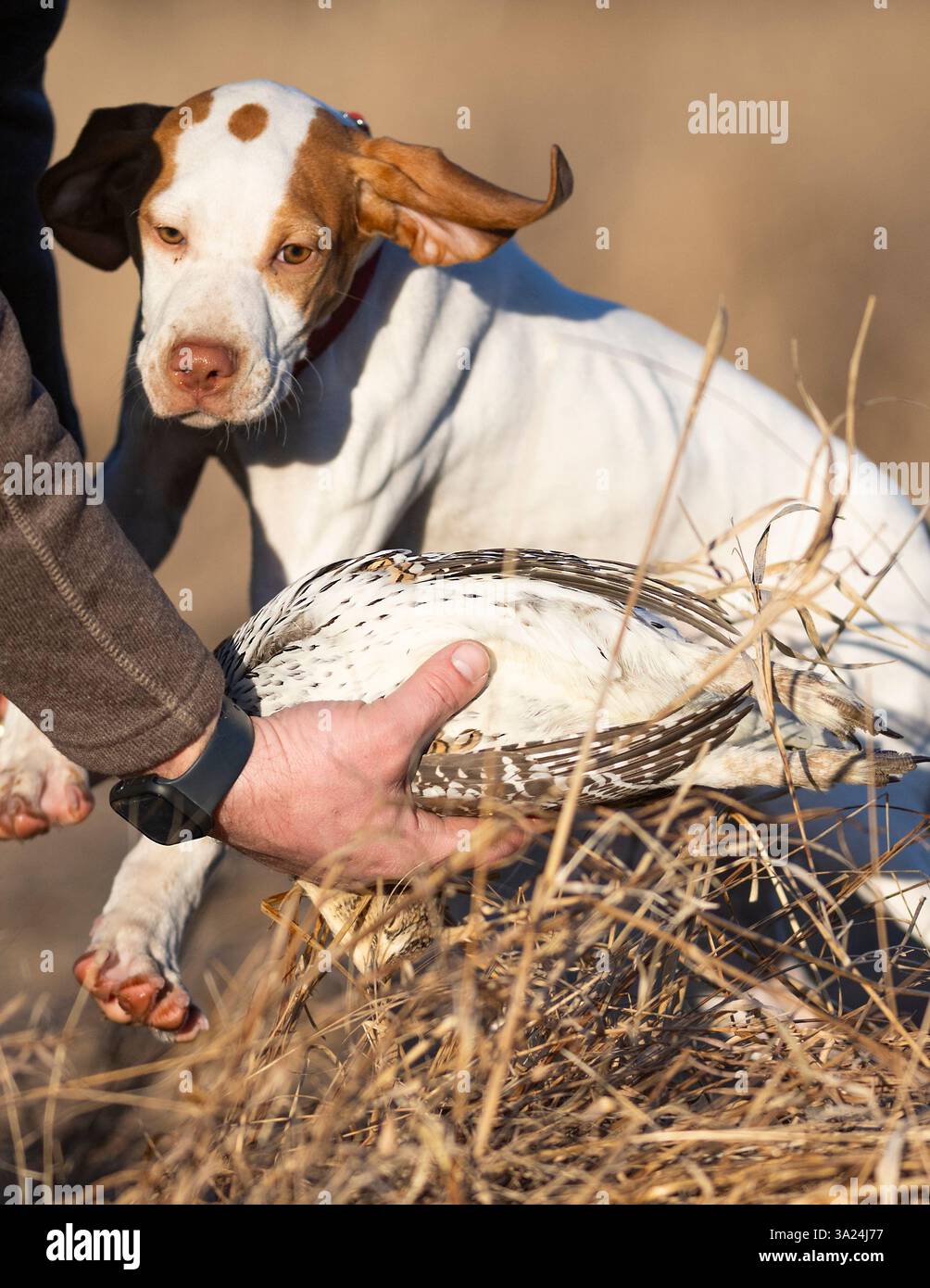 An English Pointer puppy with a Sharptailed Grouse Stock Photo - Alamy