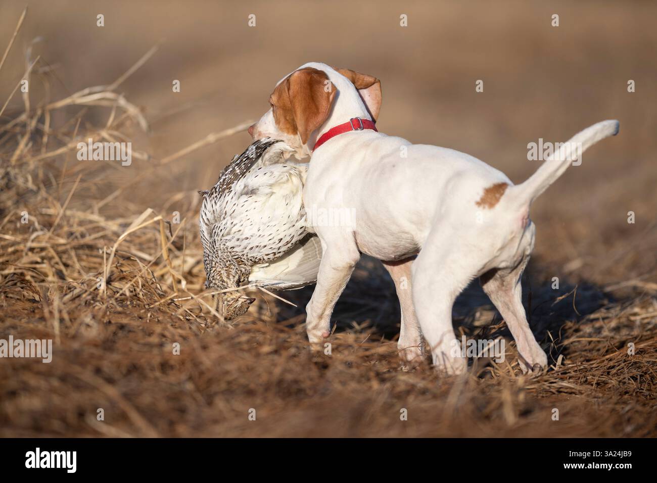 An English Pointer puppy with a Sharptailed Grouse Stock Photo - Alamy