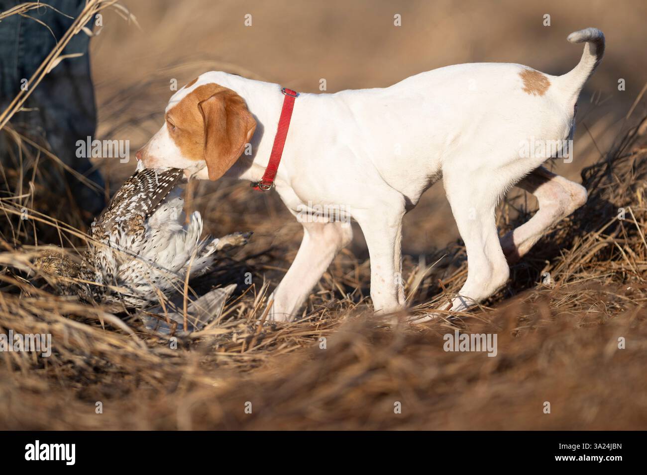 An English Pointer puppy with a Sharptailed Grouse Stock Photo - Alamy