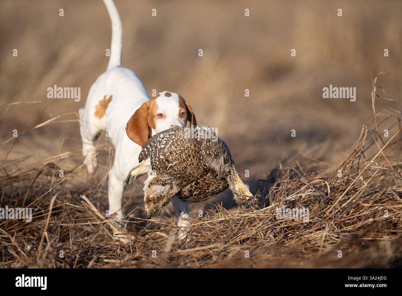 An English Pointer puppy with a Sharptailed Grouse Stock Photo - Alamy