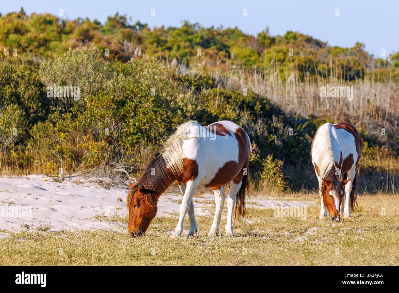 Assateague Horses (Chincoteague Ponies) grazing in the dunes in ...