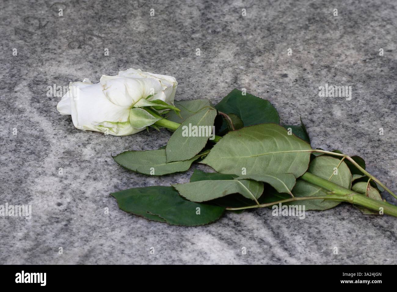 a wilted withered white rose lies on a marble gravestone in a cemetery ...