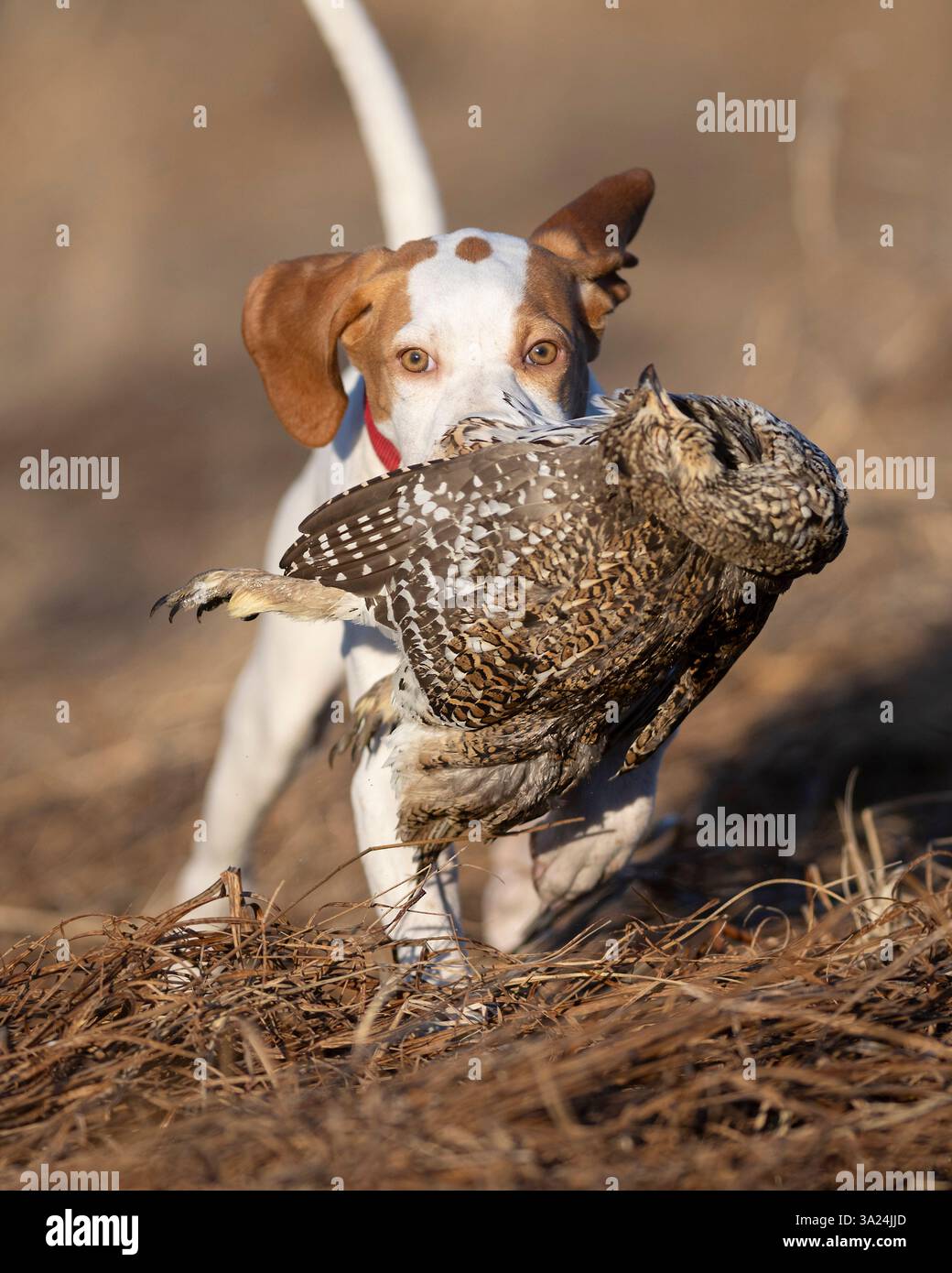 An English Pointer puppy with a Sharptailed Grouse Stock Photo - Alamy