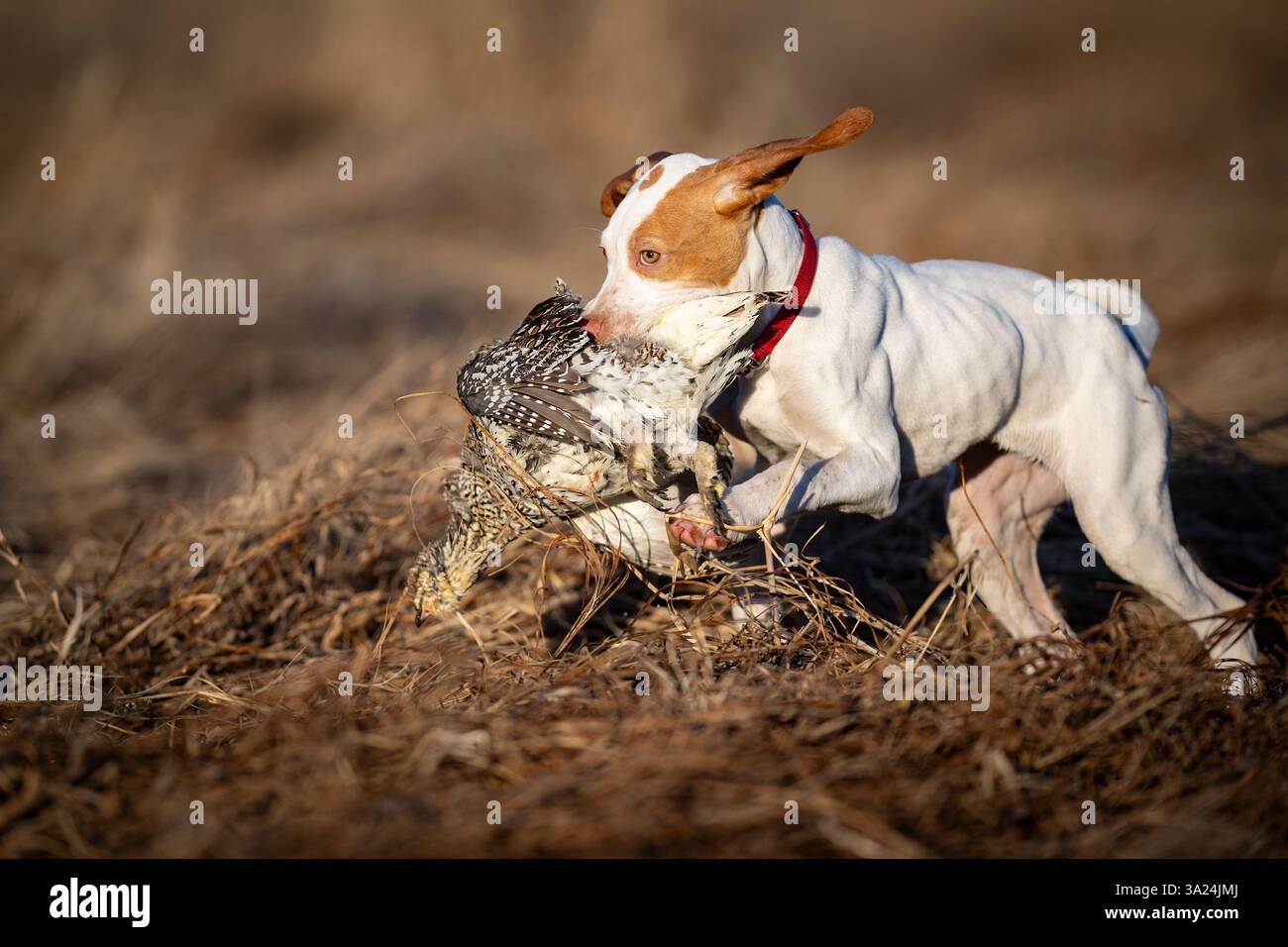An English Pointer puppy with a Sharptailed Grouse Stock Photo - Alamy