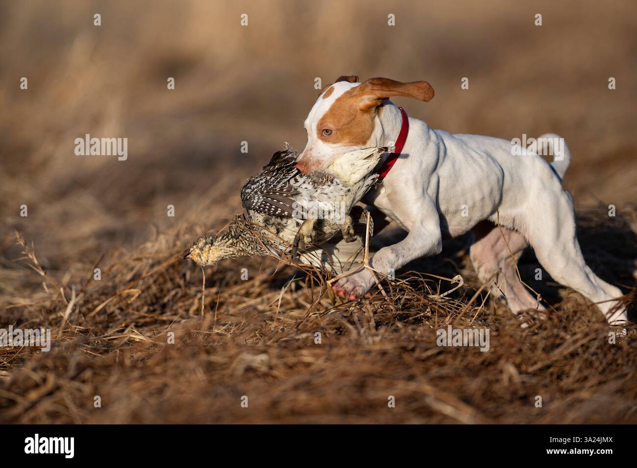 An English Pointer puppy with a Sharptailed Grouse Stock Photo - Alamy