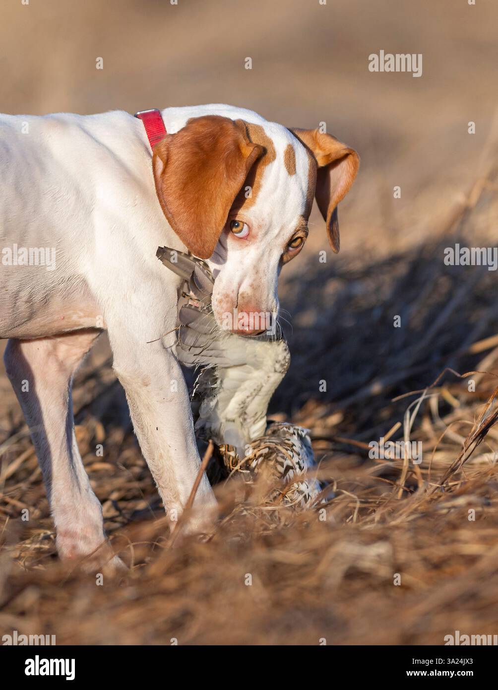 An English Pointer puppy with a Sharptailed Grouse Stock Photo - Alamy