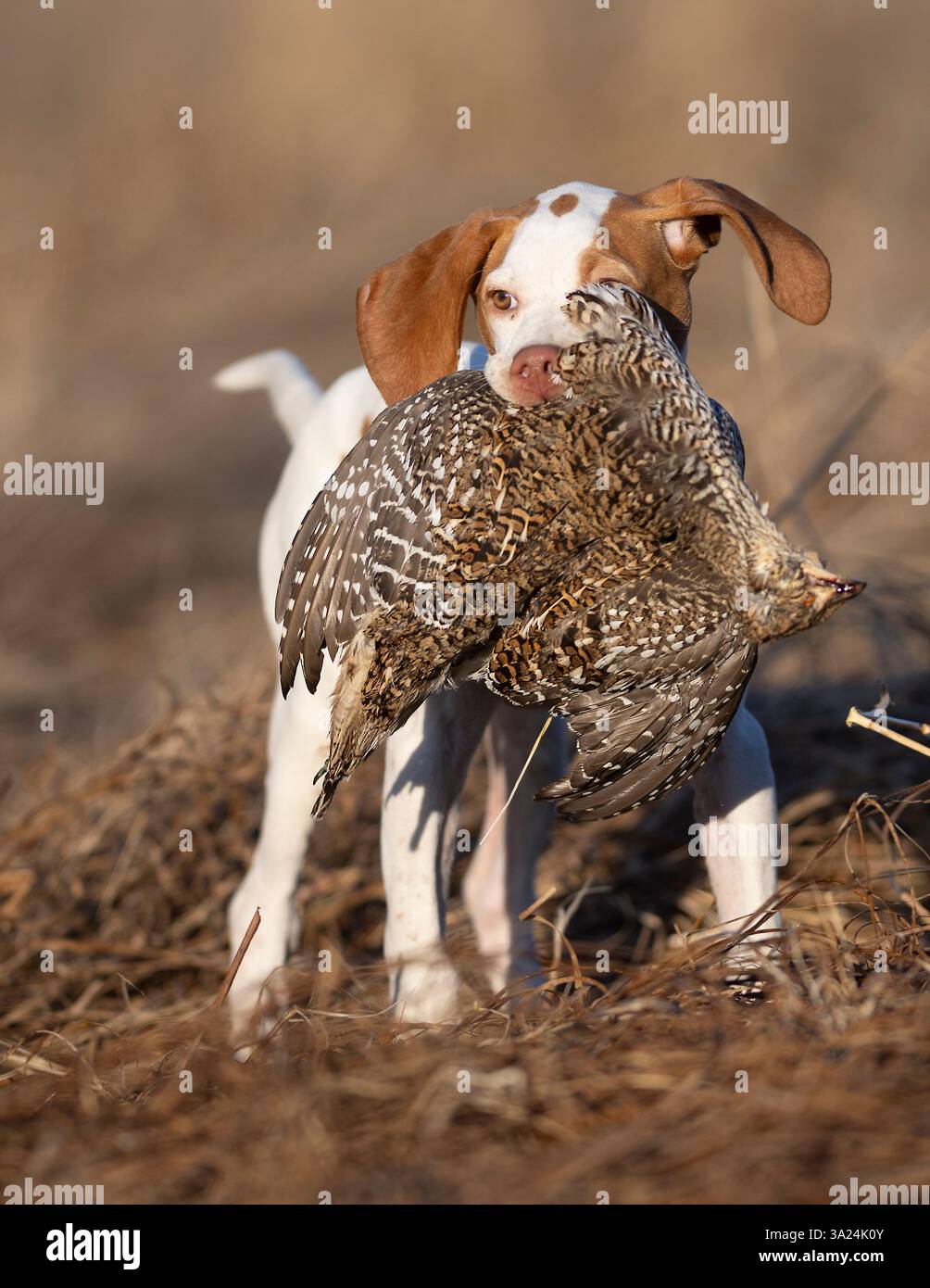 An English Pointer puppy with a Sharptailed Grouse Stock Photo - Alamy