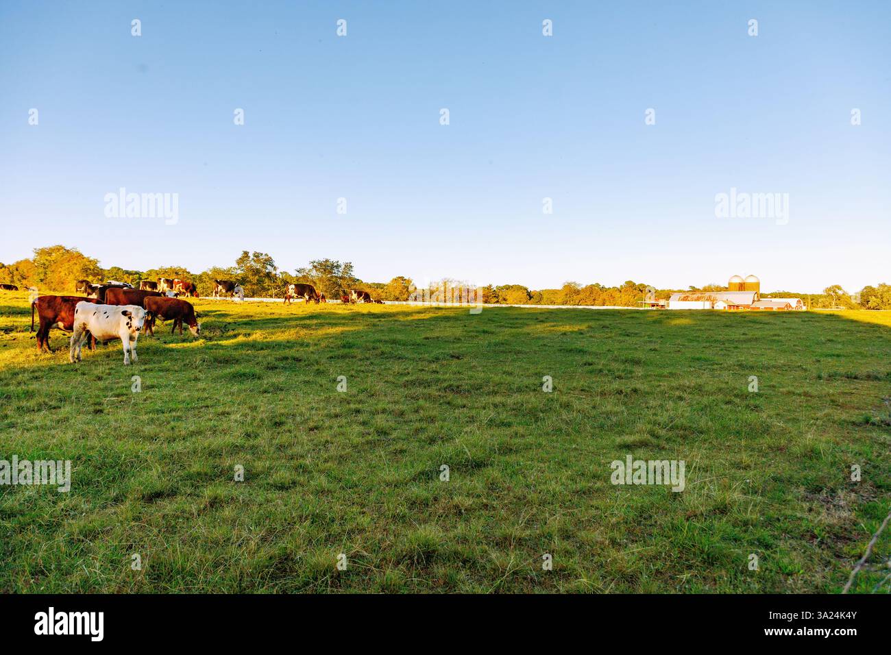 Farm and pasture in the Historic Triangle in Williamsburg, Virginia ...