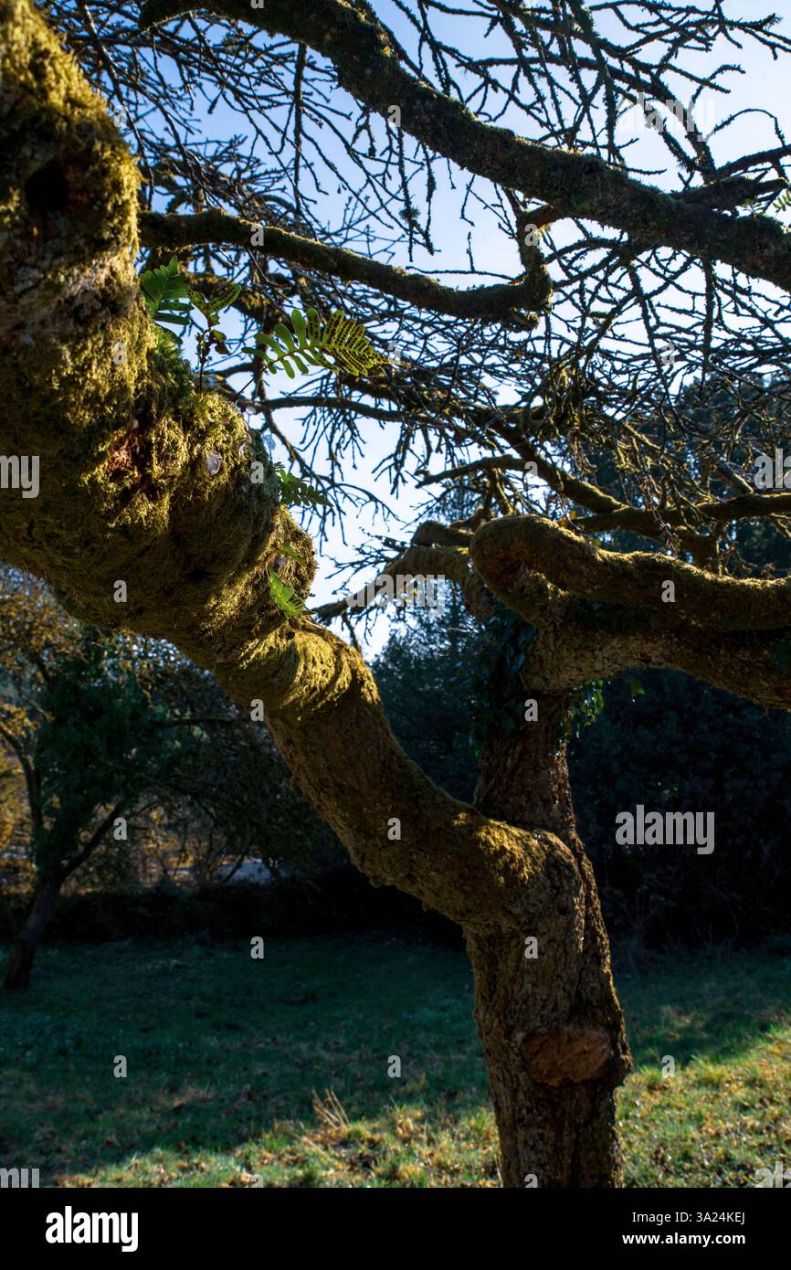 Trees in early spring Stock Photo - Alamy