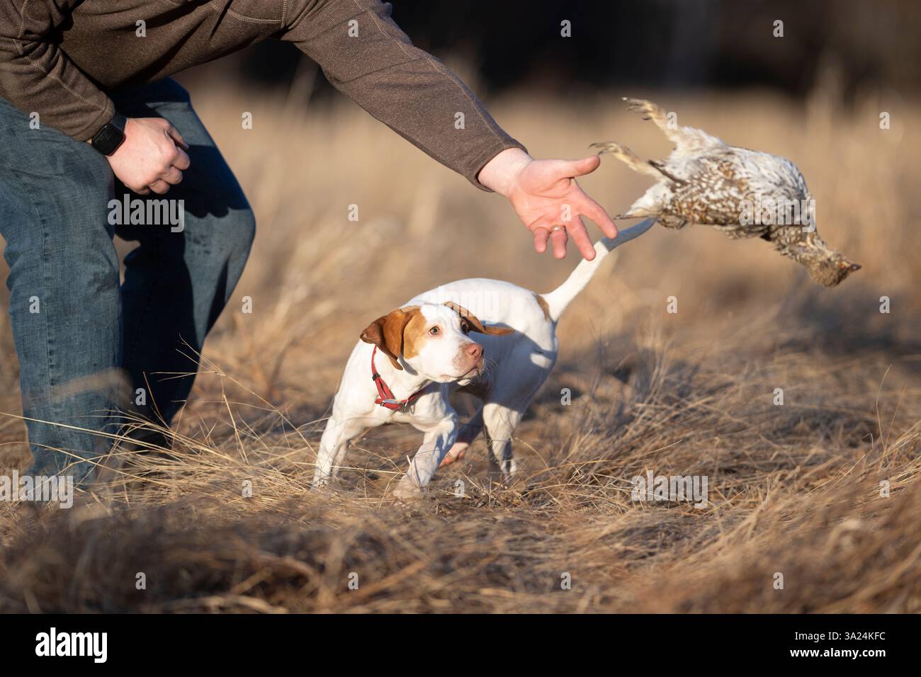 An English Pointer puppy with a Sharptailed Grouse Stock Photo - Alamy