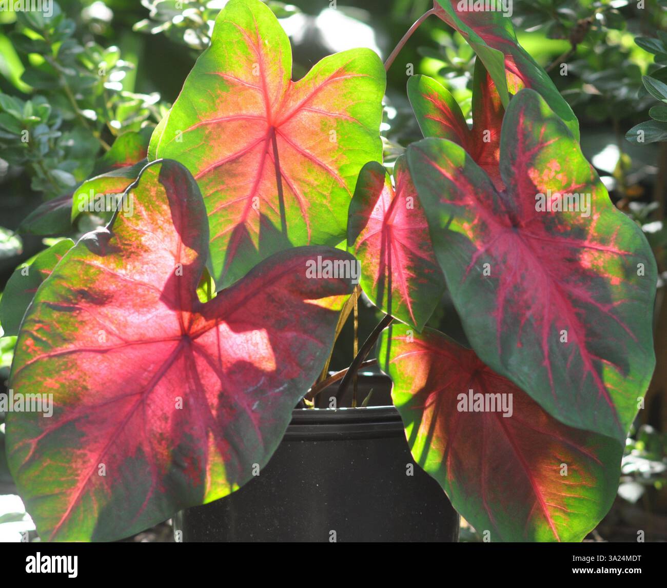 Freida hemple hi-res stock photography and images - Alamy