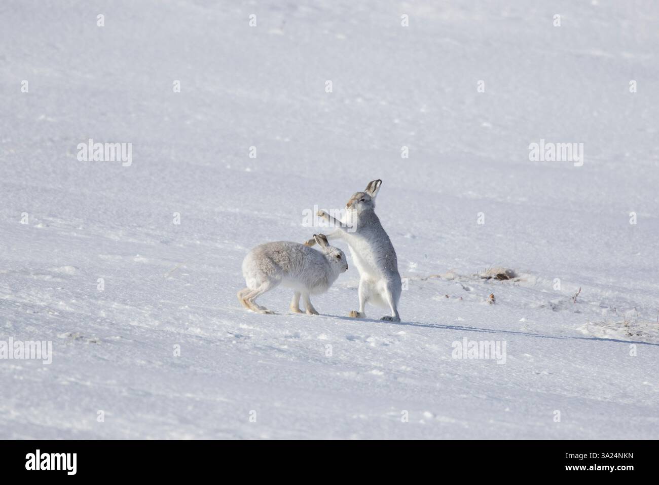 Mountain hare, Lepus timidus, boxing hares in the snow, Cairngorms ...