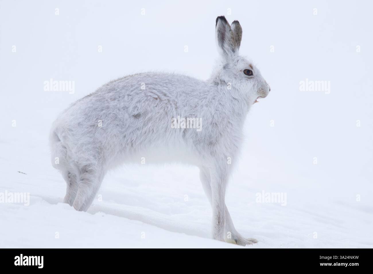 Mountain hare, Lepus timidus, stretching hare, Cairngorms National Park ...
