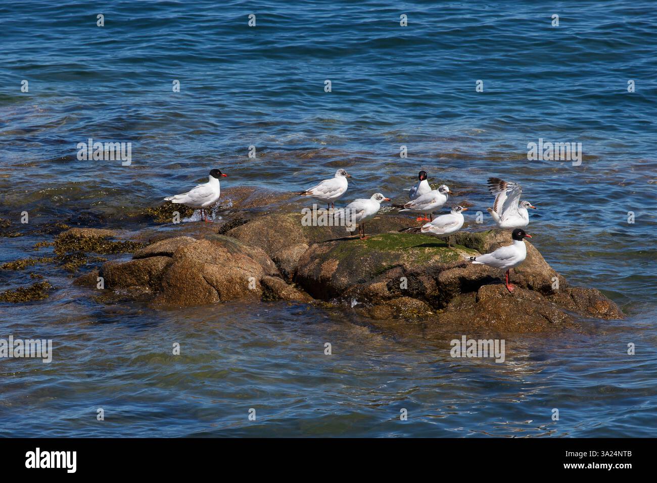 mediterranean gull ; The Mediterranean gull is a small gull. The ...