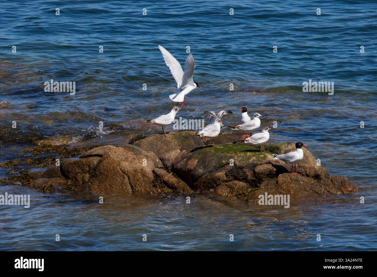 mediterranean gull : The Mediterranean gull is a small gull. The ...