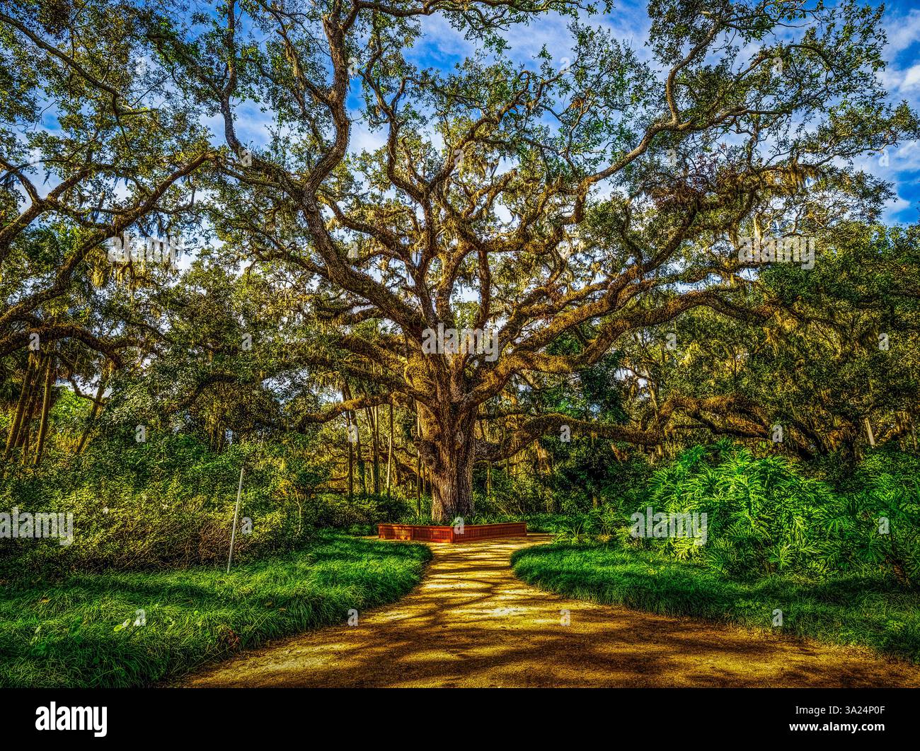 Live Oak tree in Washington Oaks Gardens State Park in Palm Coast ...