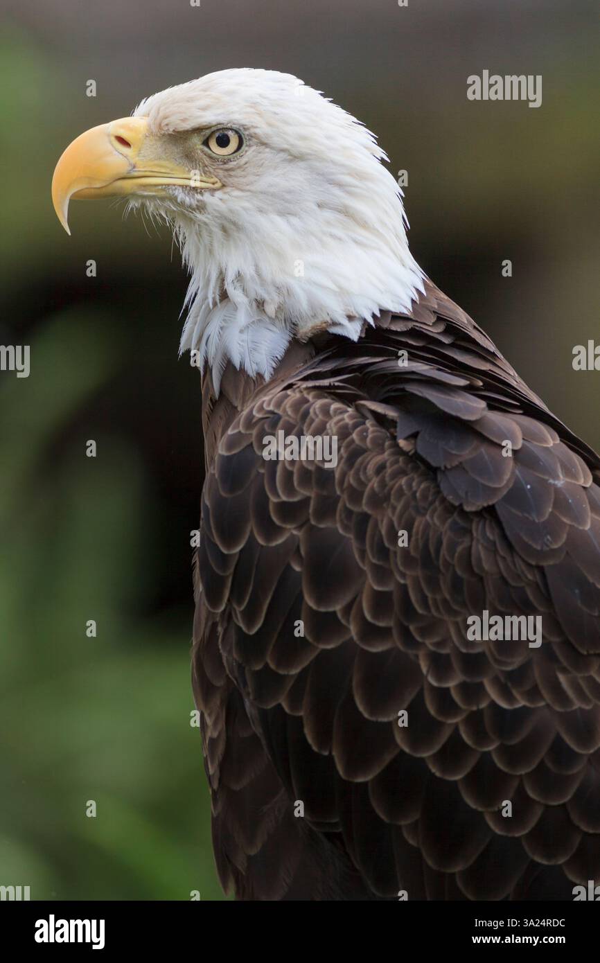 Portrait of Bald Eagle Stock Photo - Alamy