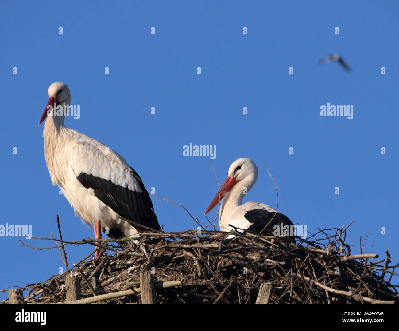 Störche im Nest in den Mainwiesen bei Seligenstadt fotografiert beim am ...