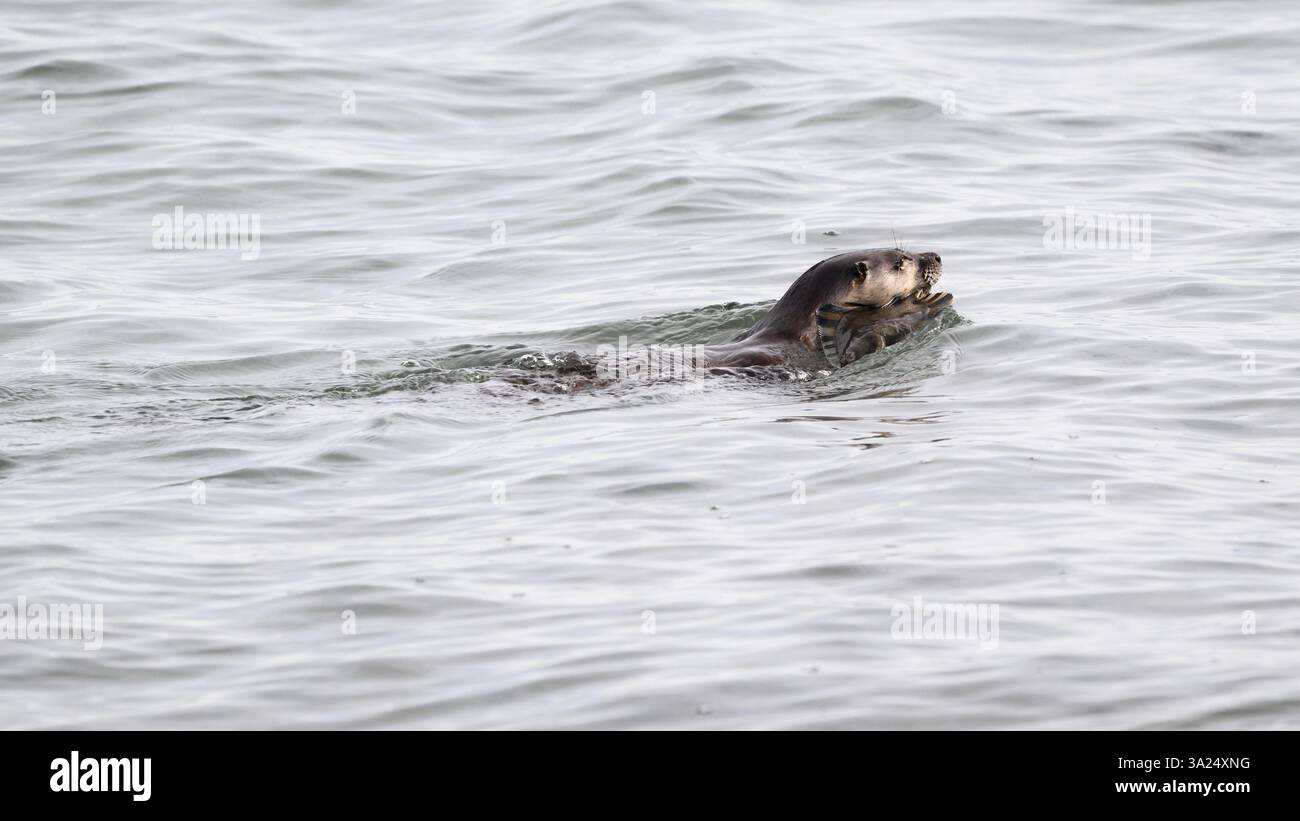 Flounder swimming river hi-res stock photography and images - Alamy