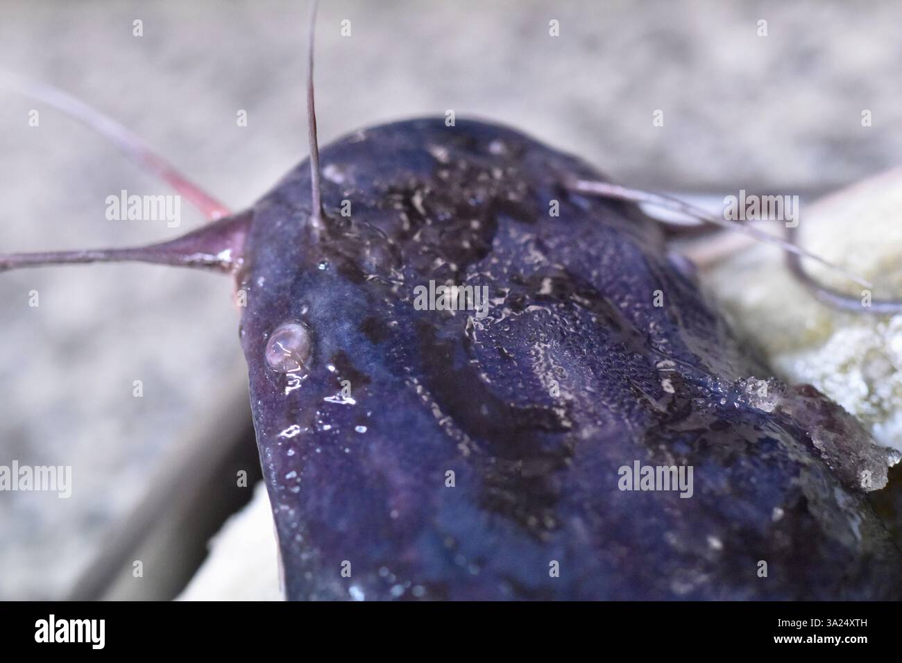 Catfish studio hi-res stock photography and images - Alamy