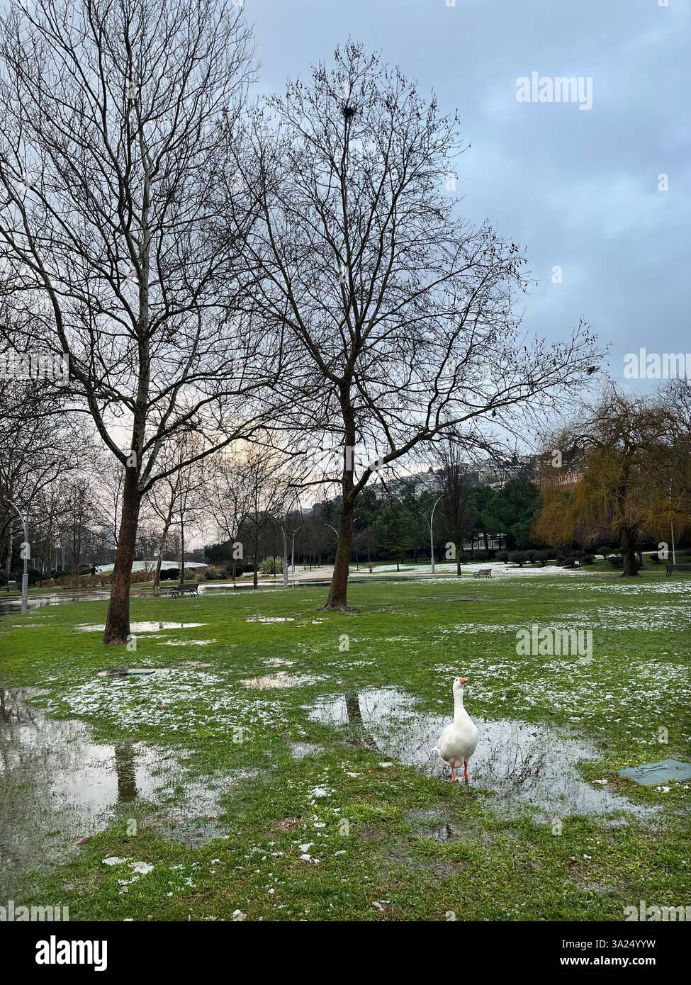 Rainy duck hi-res stock photography and images - Alamy