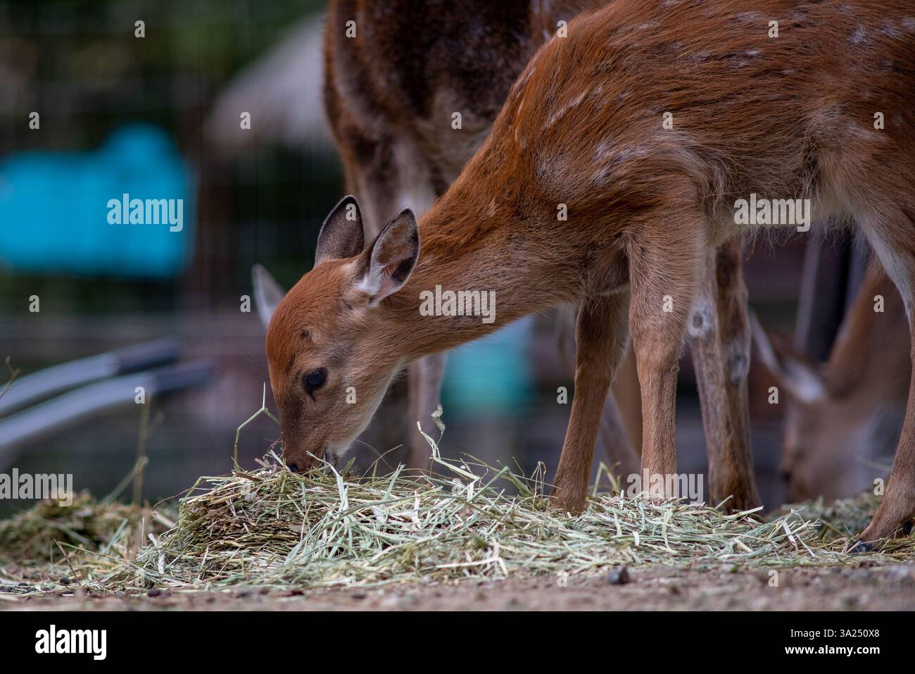 Deer corral enclosure in Seoul Forest park in Seongdong District in ...
