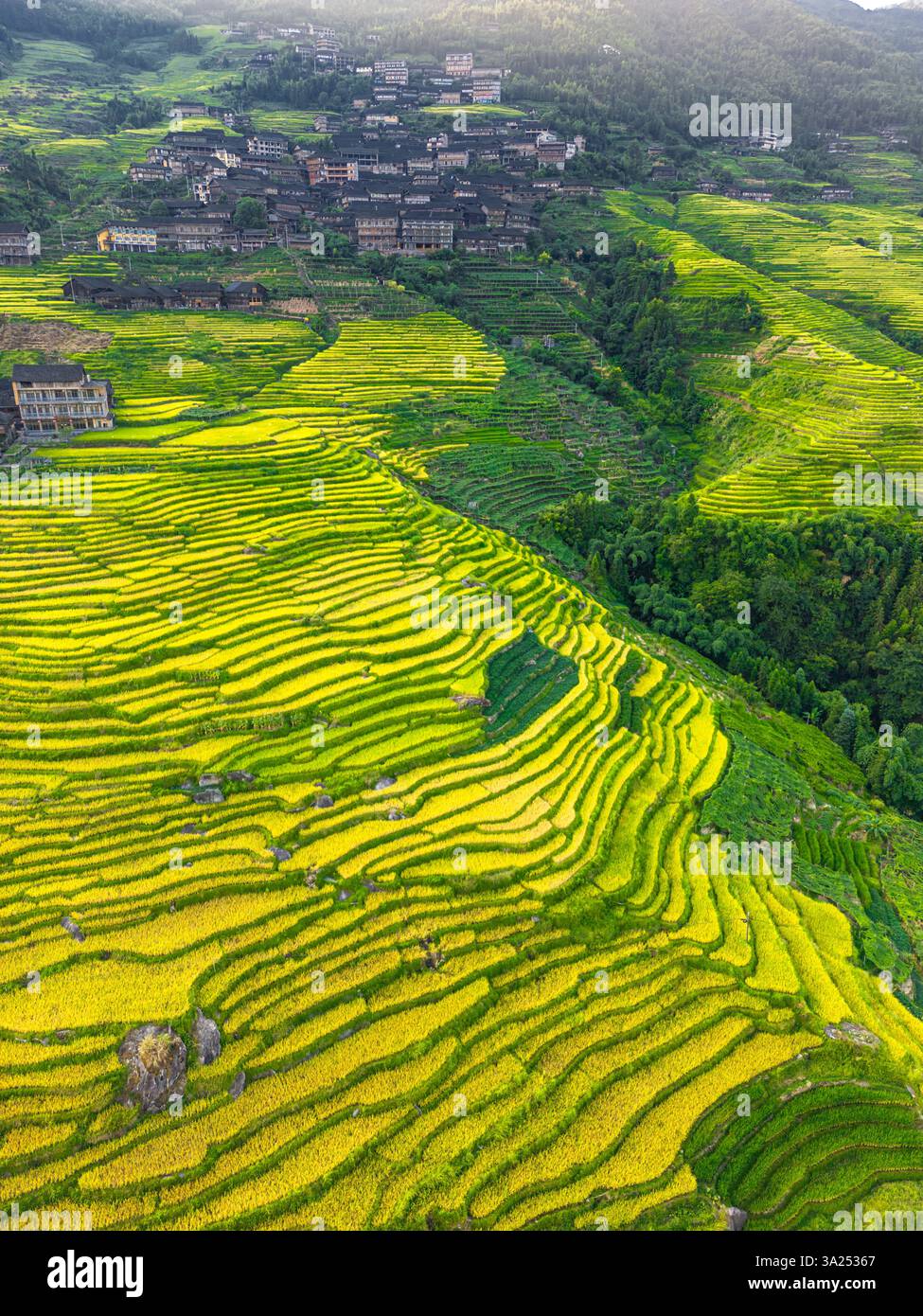 Longji Rice Terraces in Longsheng, or called Longsheng Rice Terraces ...