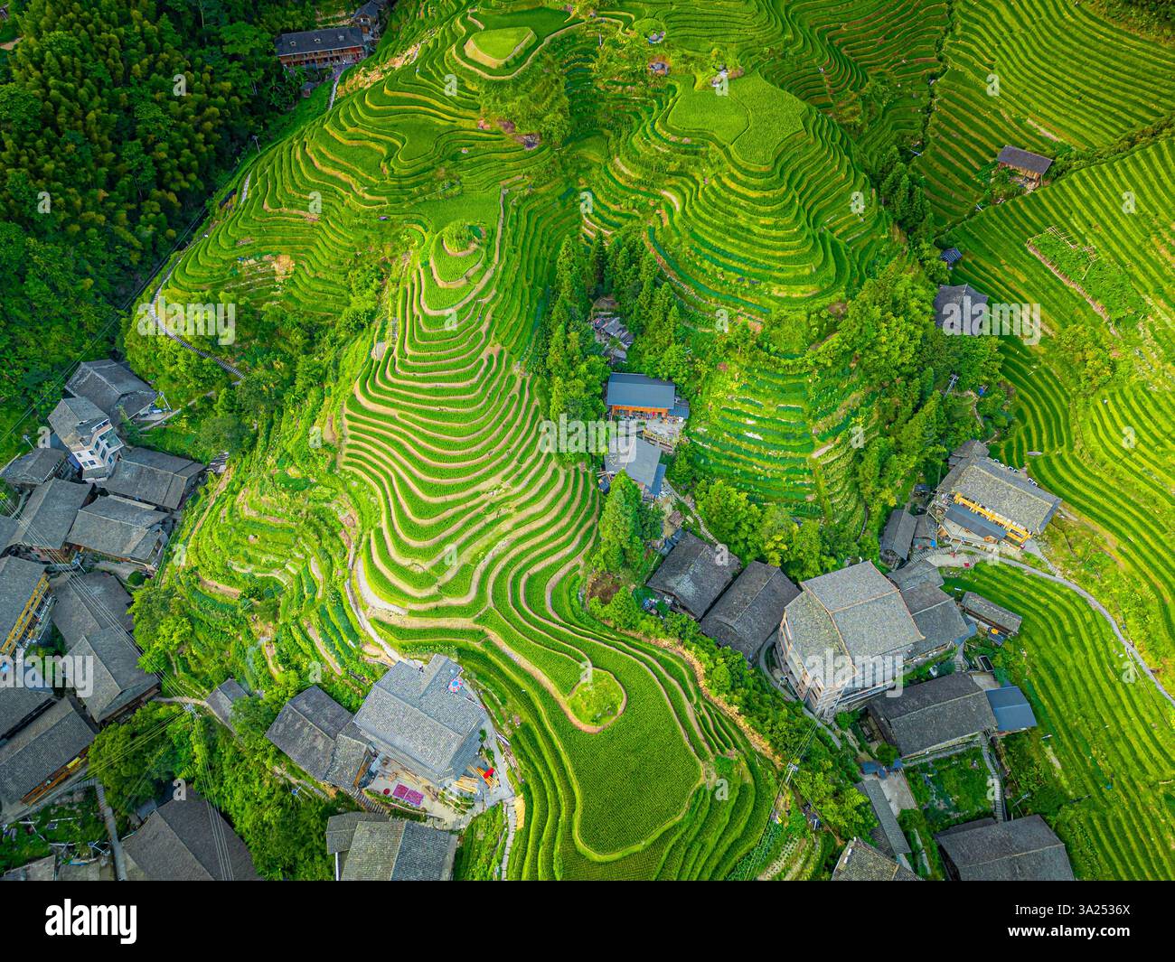 Aerial summer view of Longji Rice Terraces in China, lush green and ...