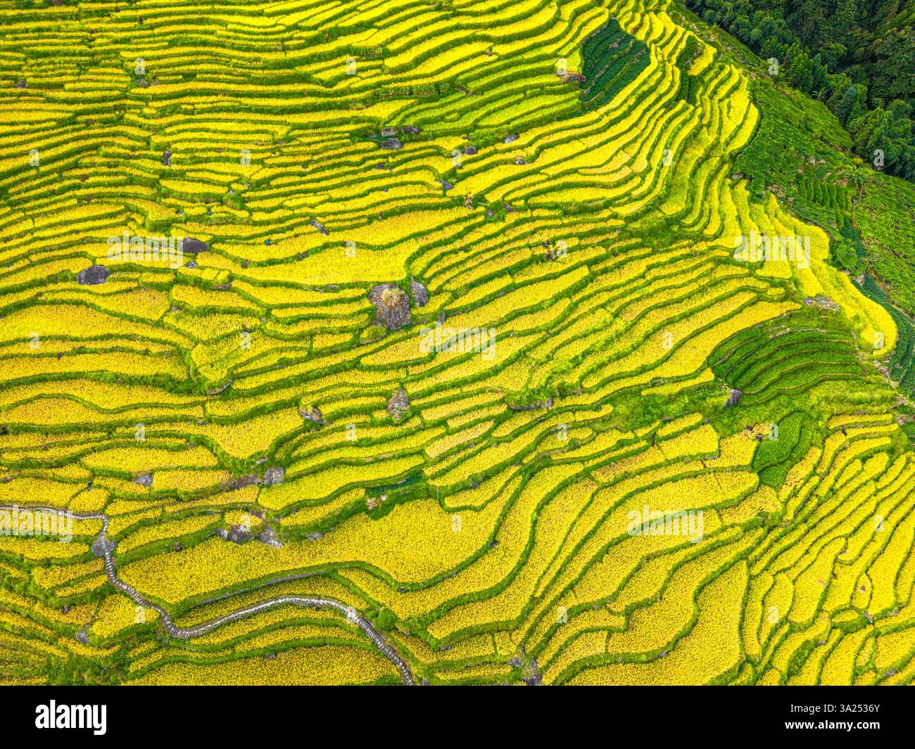 Aerial close up view on green and yellow terrace fields of Longji Rice ...