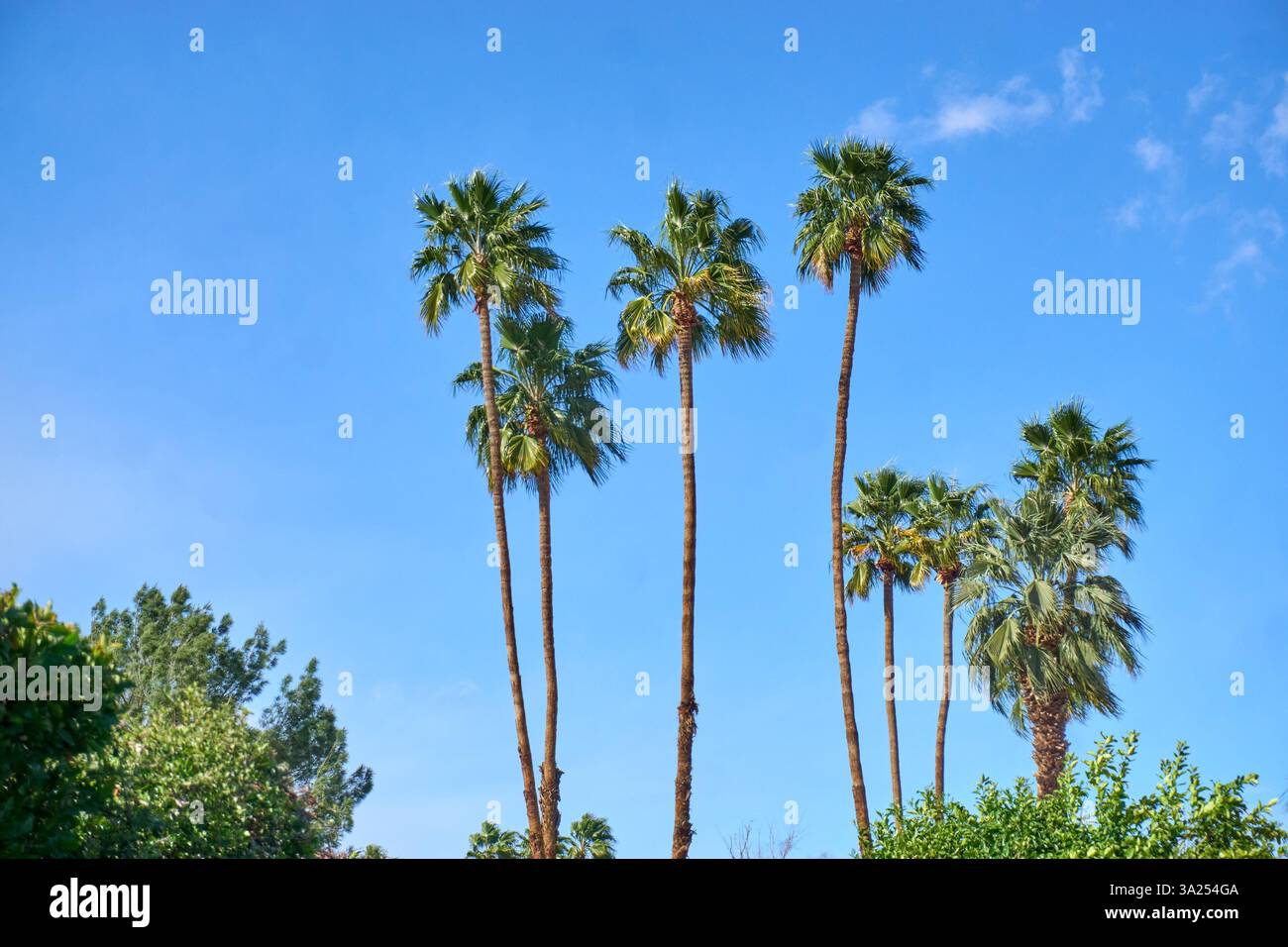 March 6, 2025, Palm Springs, California, USA: Tall palm trees sway in ...