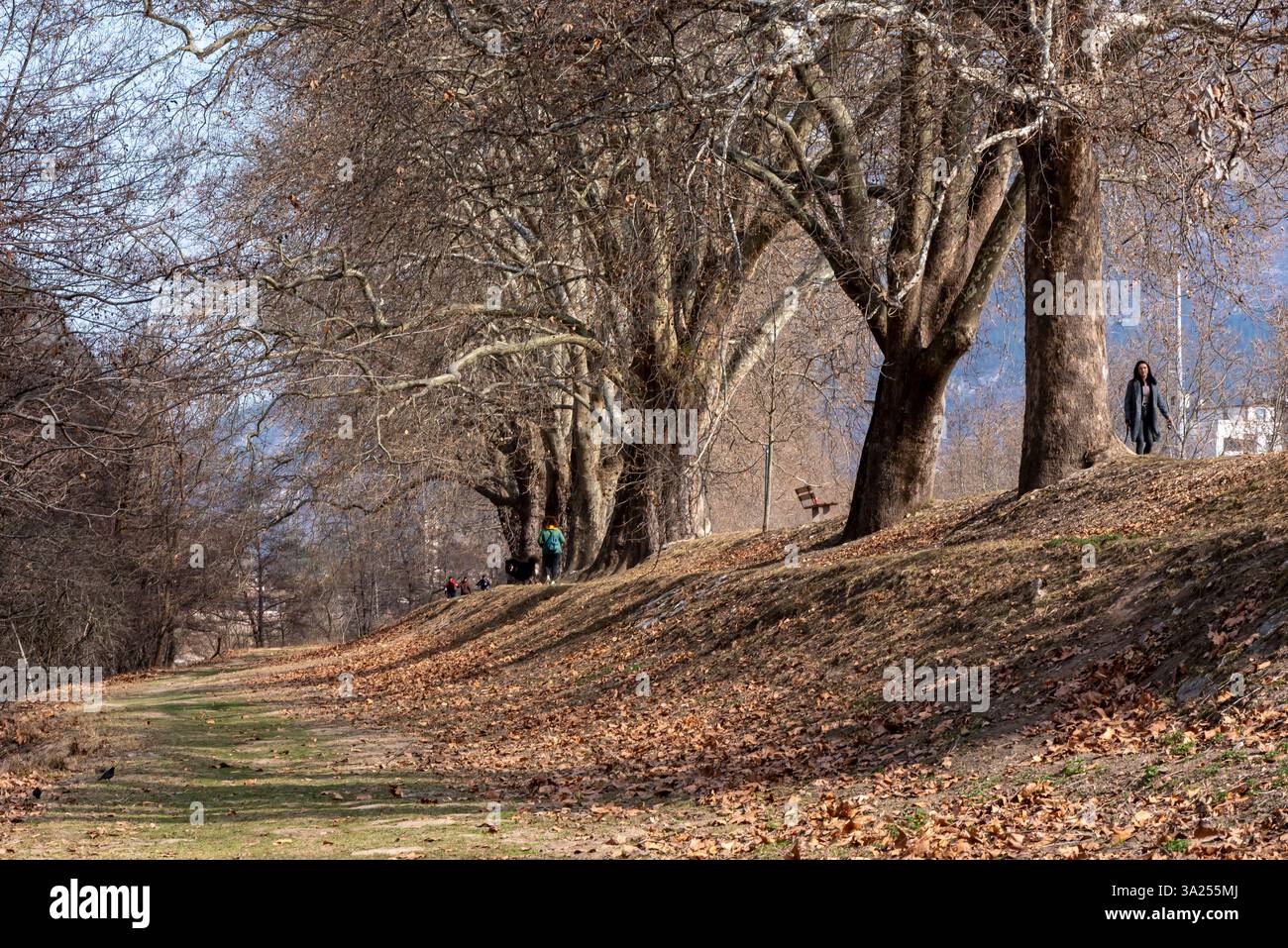 Trees at the Riverside. Adigi River, Trento, Italy Stock Photo - Alamy