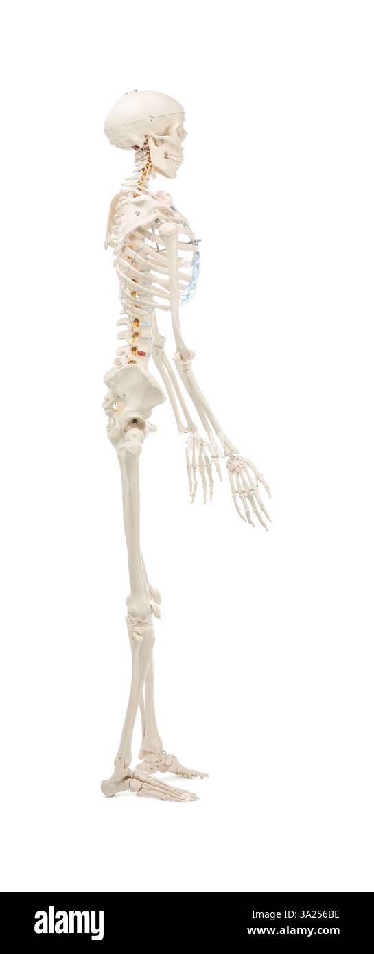Artificial human skeleton model isolated on white Stock Photo - Alamy