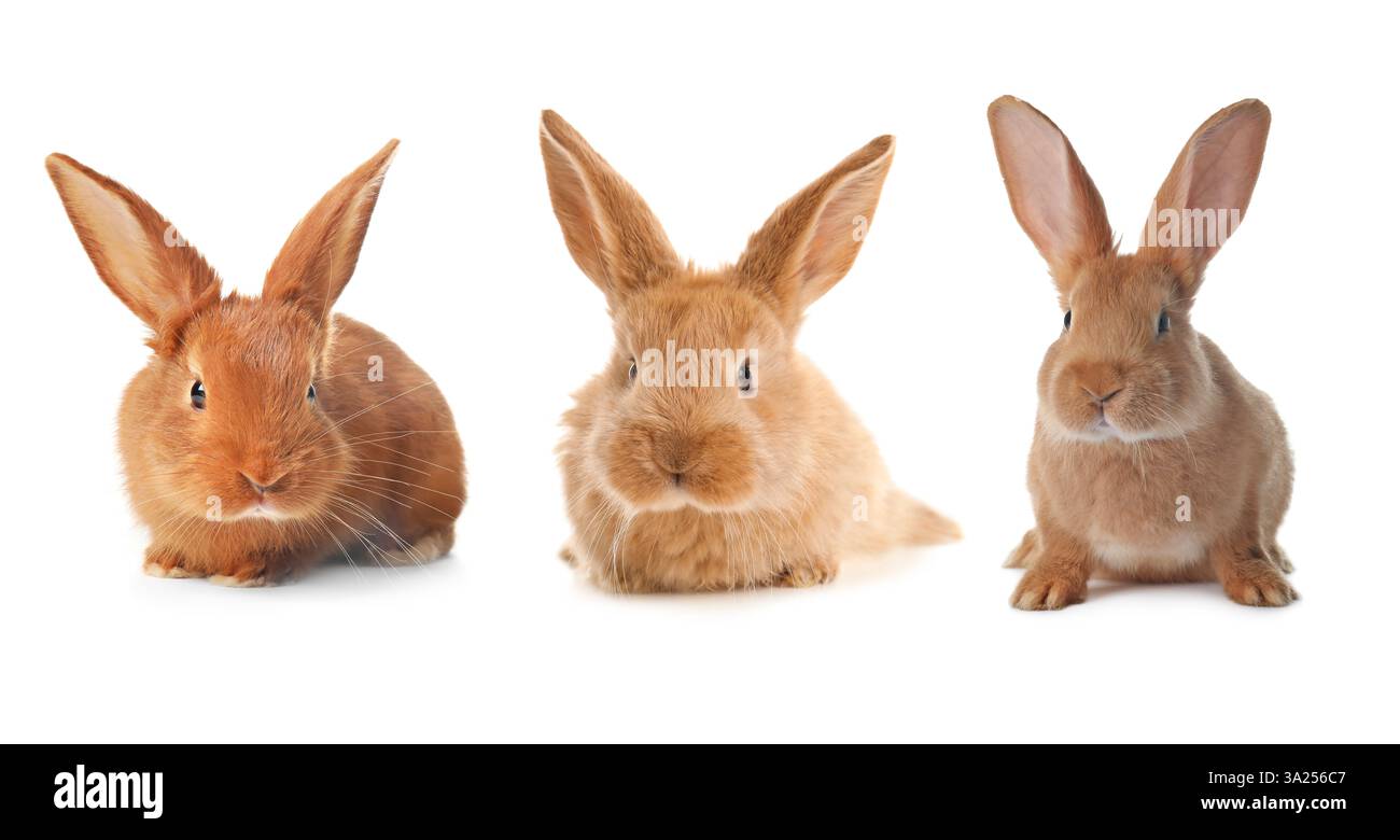 Cute fluffy rabbits isolated on white, set Stock Photo - Alamy