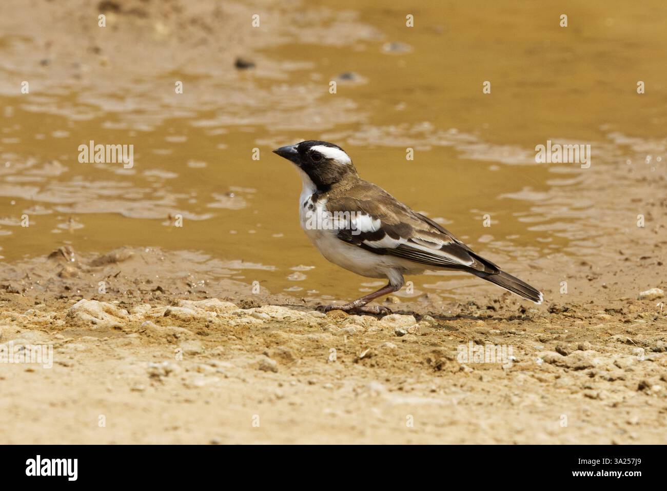 Black billed sparrow weaver hi-res stock photography and images - Alamy