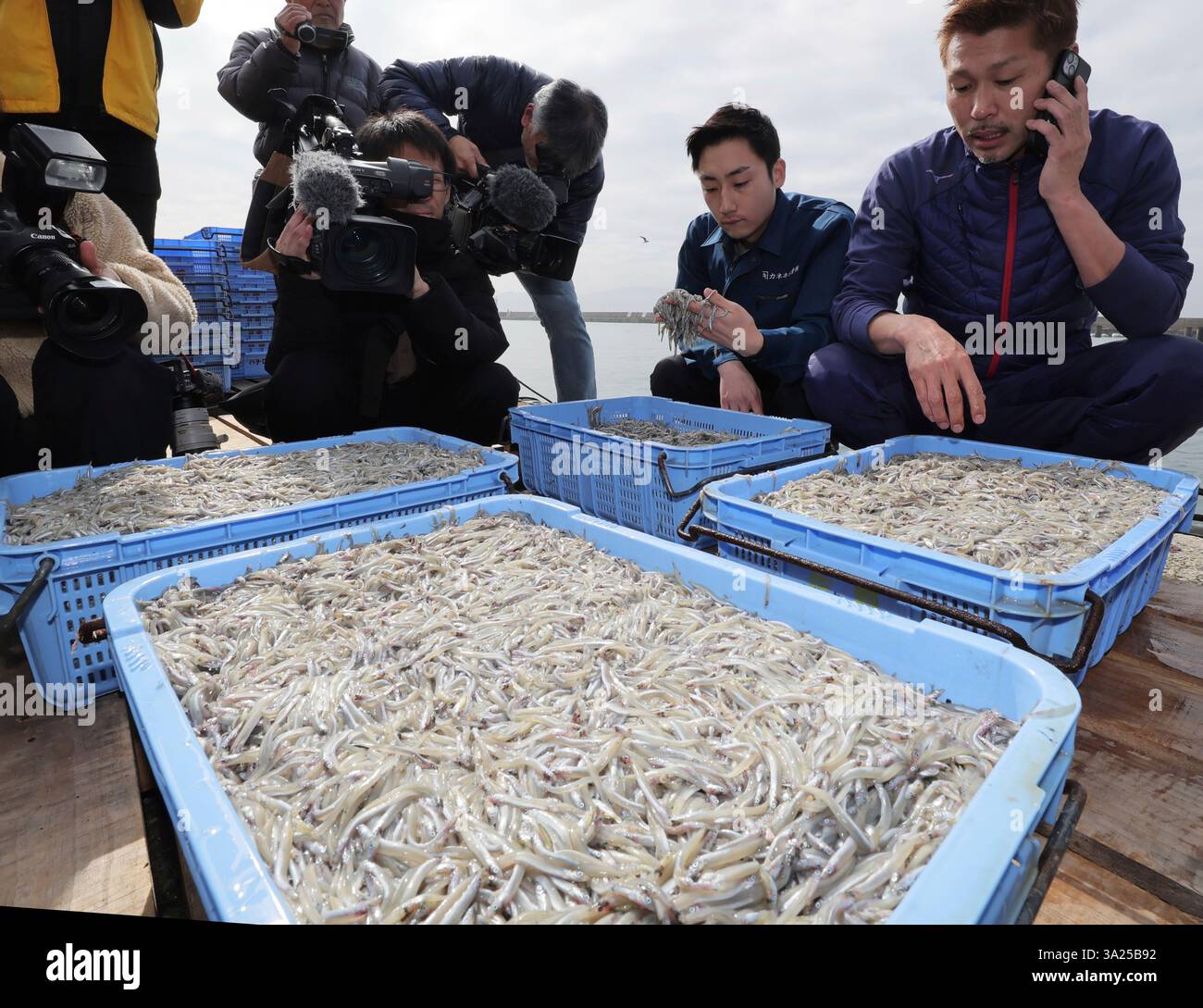 Aphoto shows sand lance juvenile fish "Shinko", landed after the ...
