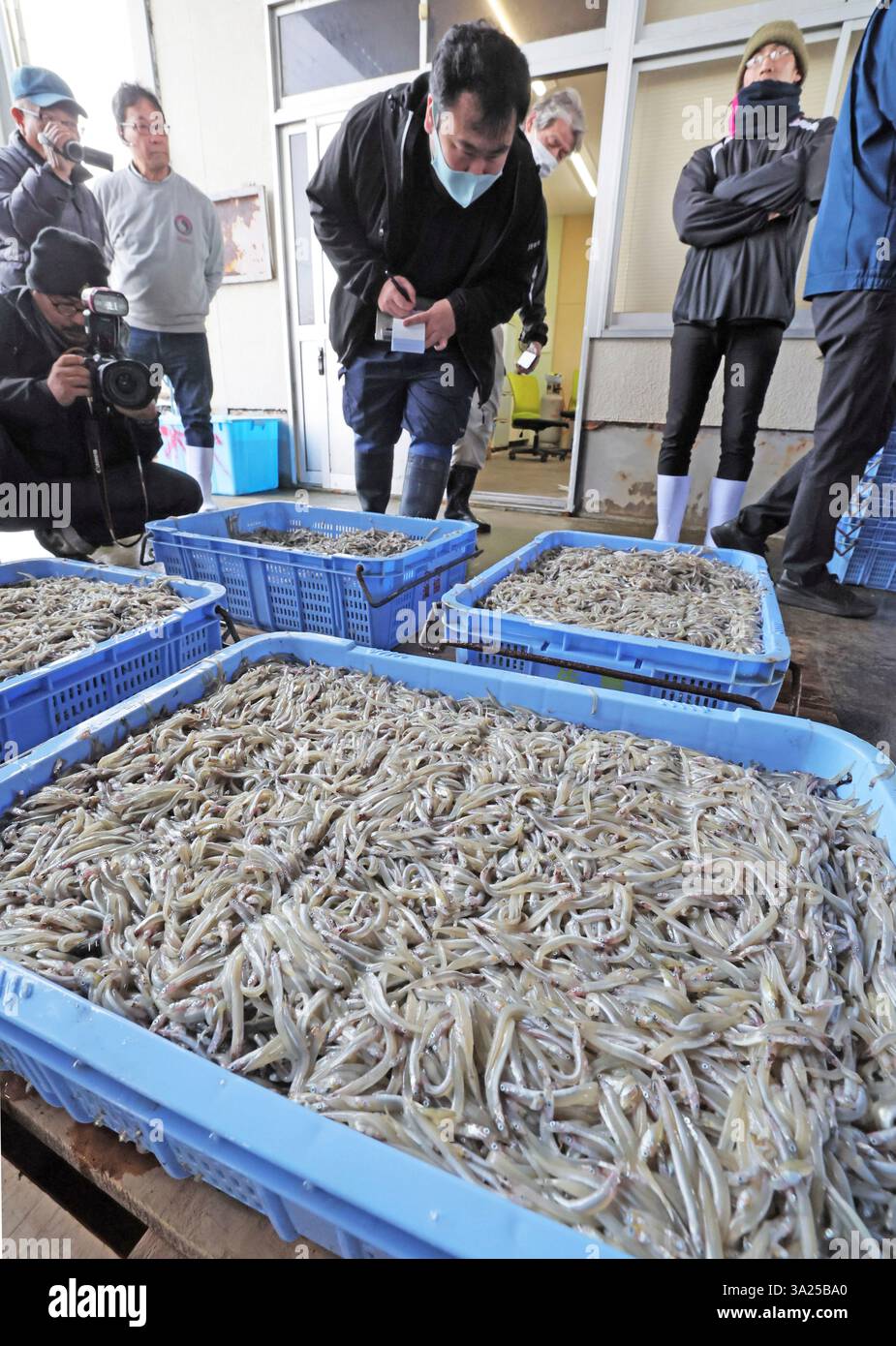 Aphoto shows sand lance juvenile fish "Shinko", landed after the ...