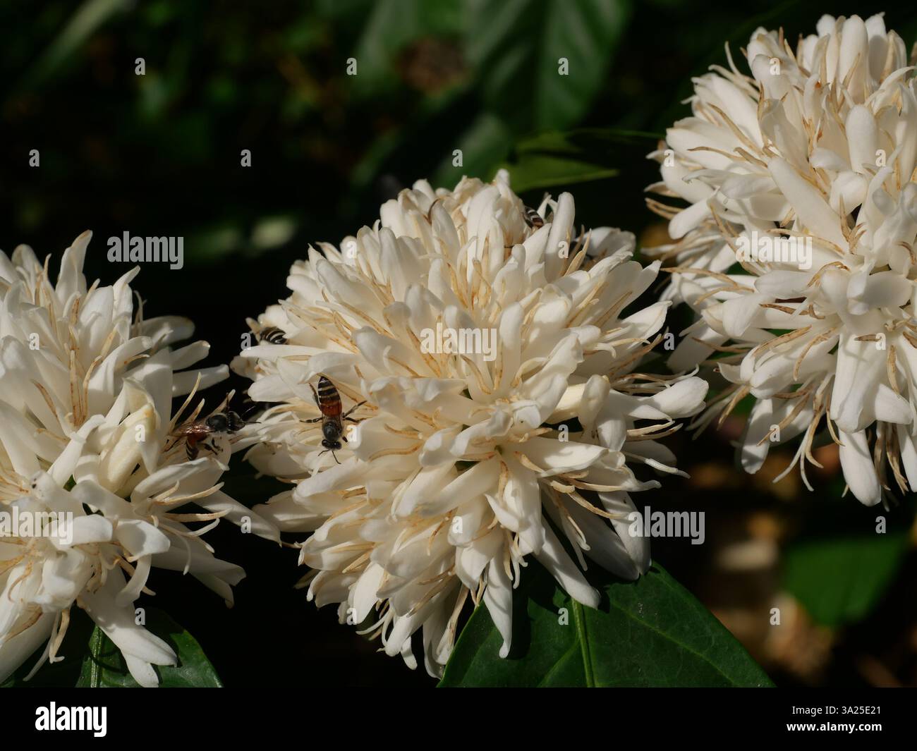 Red dwarf Honey bee on Robusta coffee blossom on tree plant with green ...