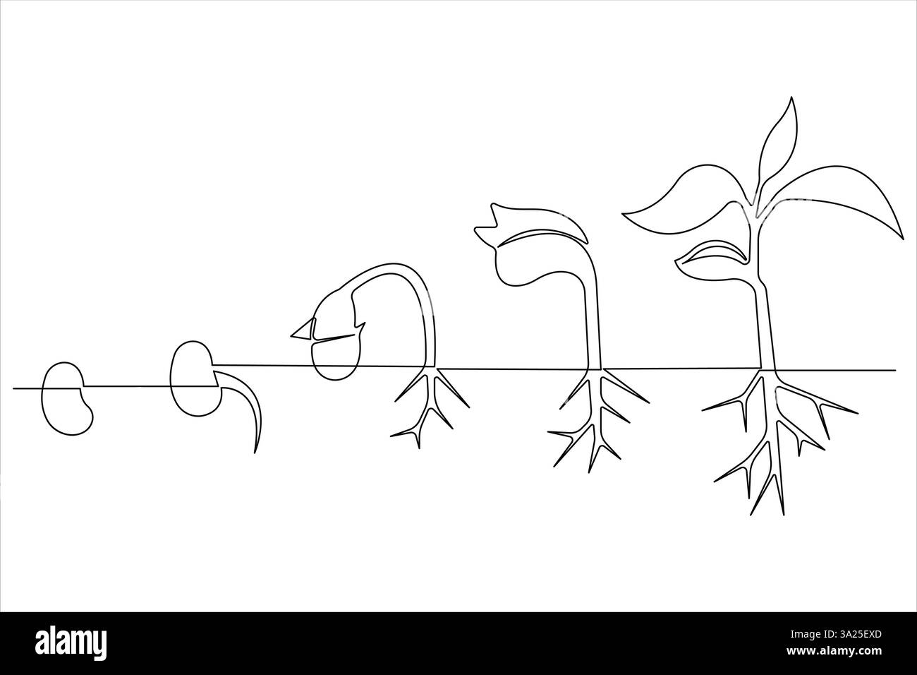 One continuous line drawing Plant growth process Stock Vector Image ...
