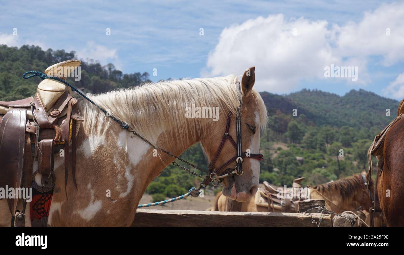 Mexican Horse Ranch in the Sierra Stock Photo - Alamy