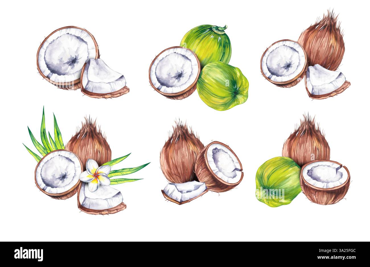 Watercolor coconut hand drawn nut. Coconut illustration set for ...