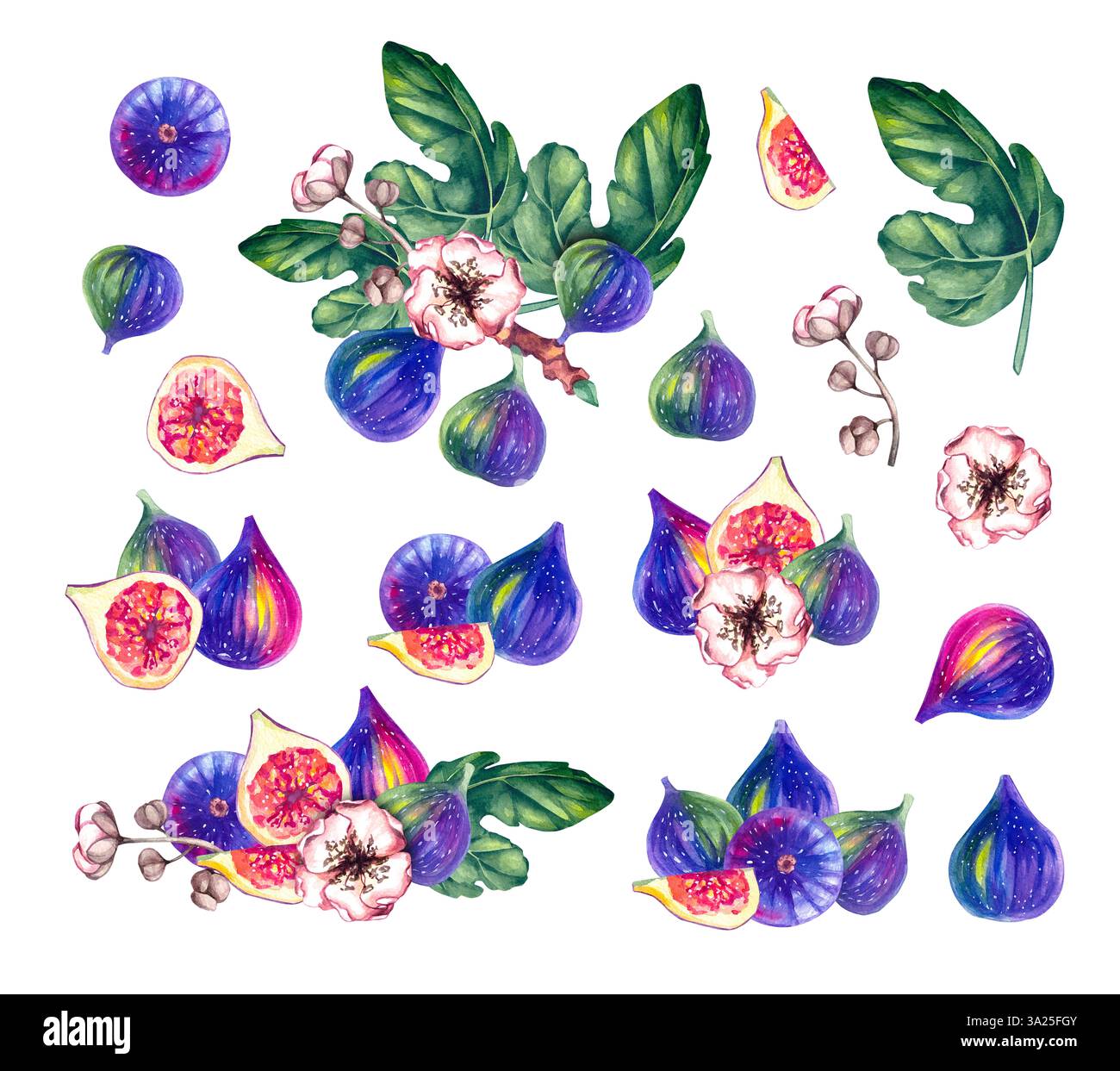 Watercolor hand drawn fig isolated on white. Fruits of fig tree group ...