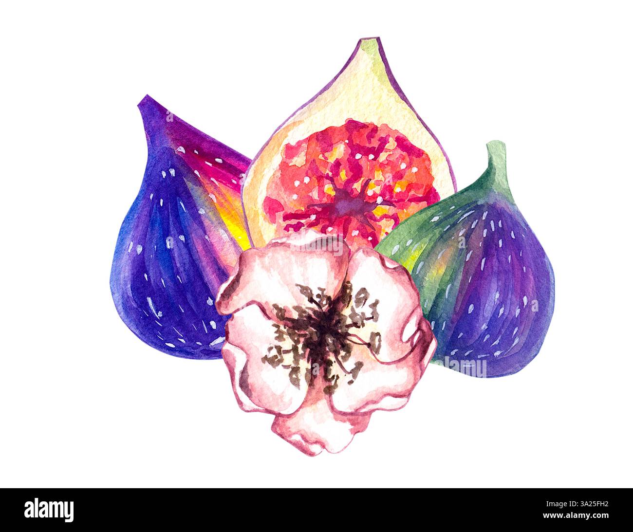 Watercolor hand drawn fig isolated on white. Fruits of fig tree group ...