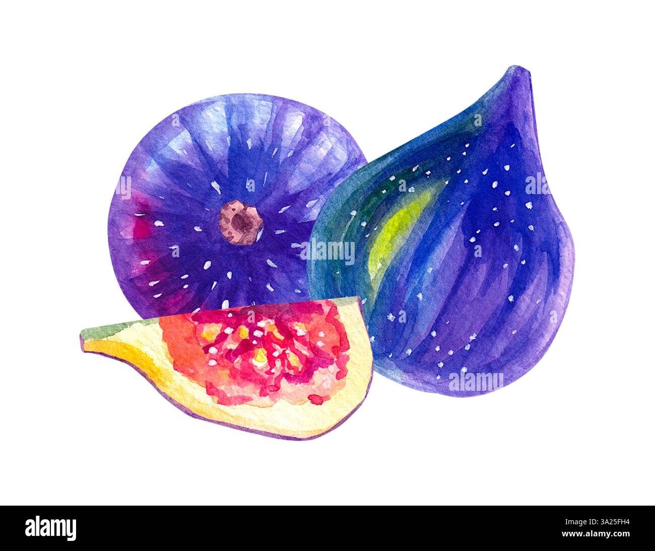Watercolor hand drawn fig isolated on white. Fruits of fig tree group ...
