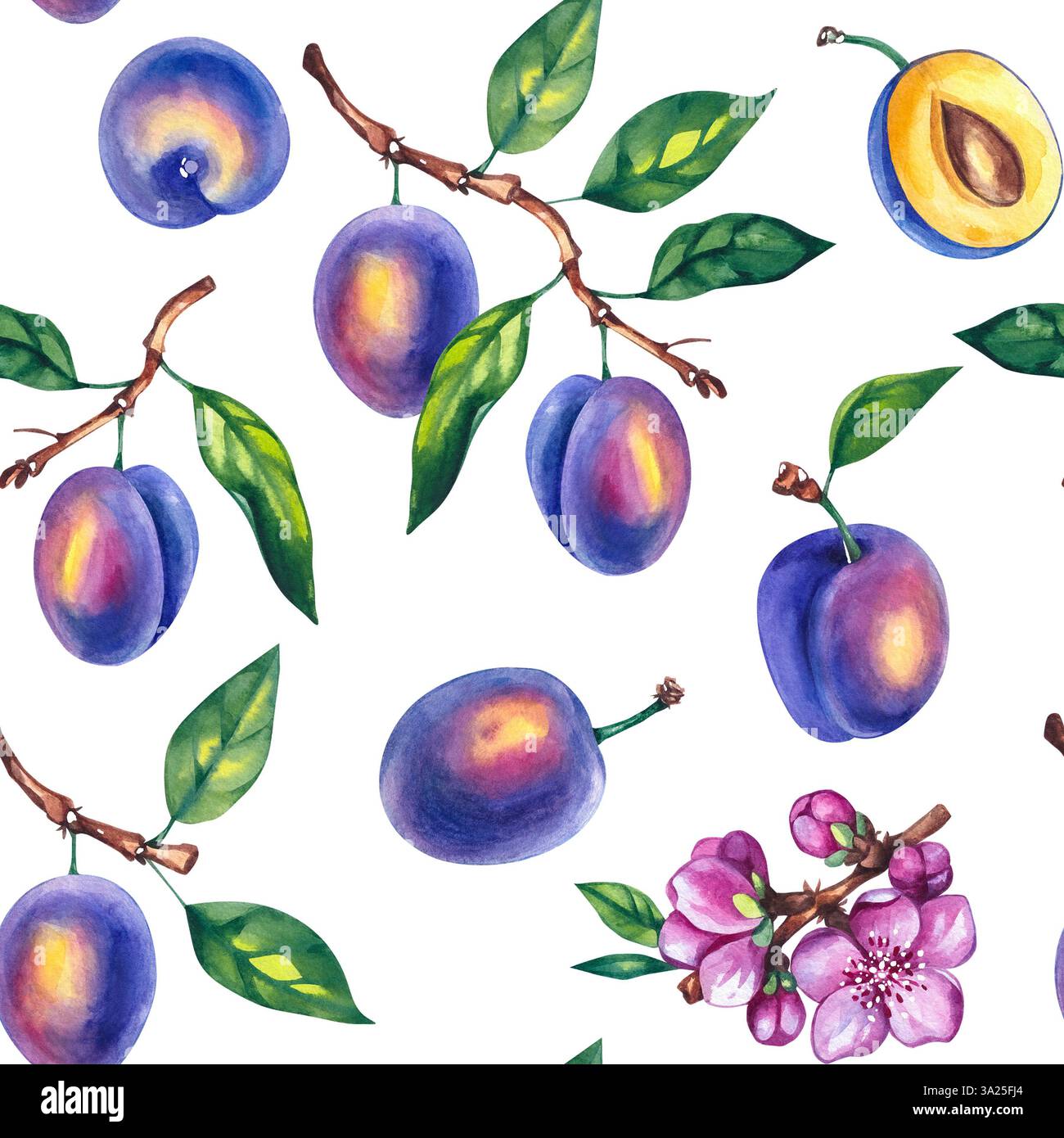 Watercolor plums Cut Out Stock Images & Pictures - Alamy