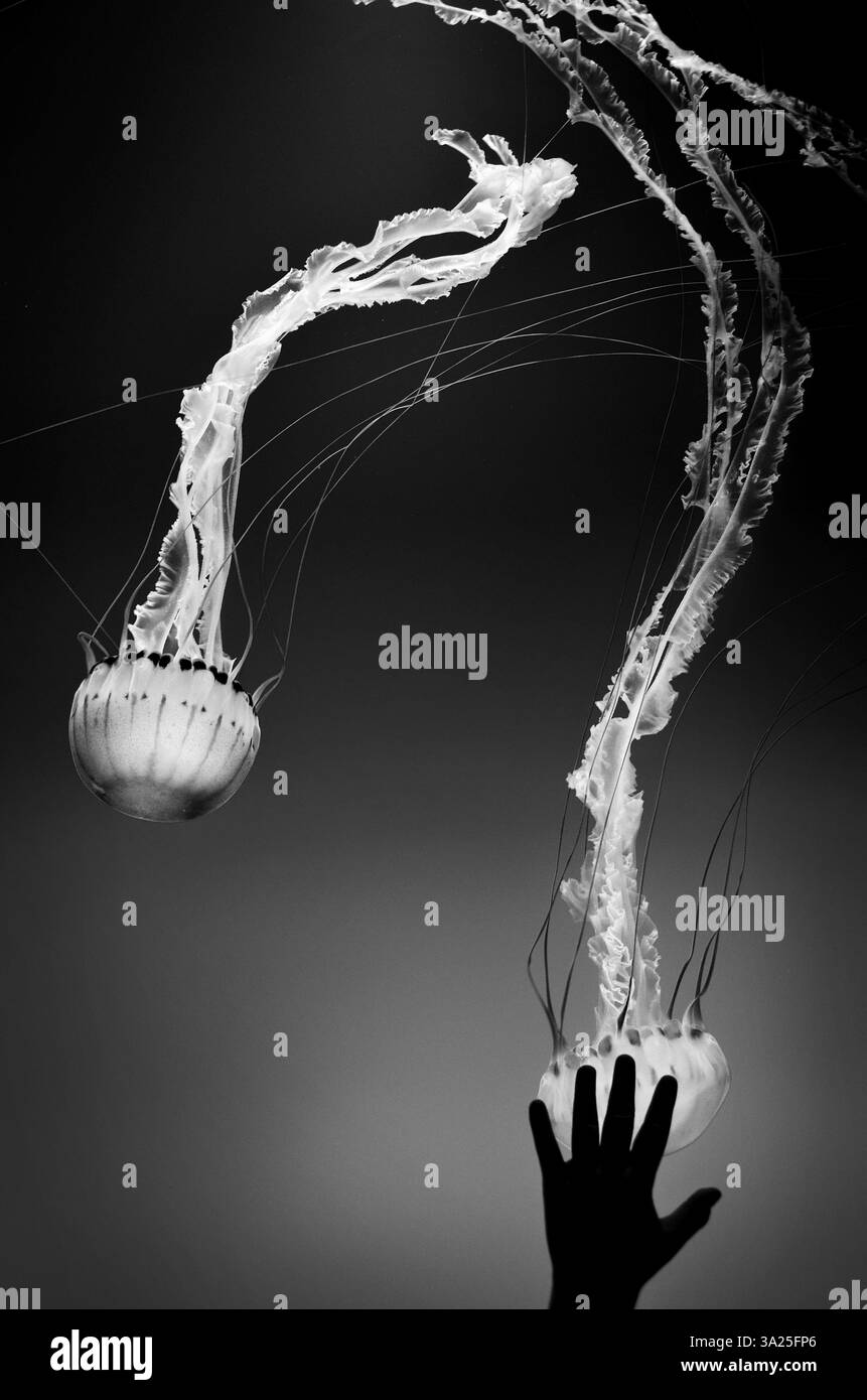 Child reaching for Black and White Stock Photos & Images - Alamy