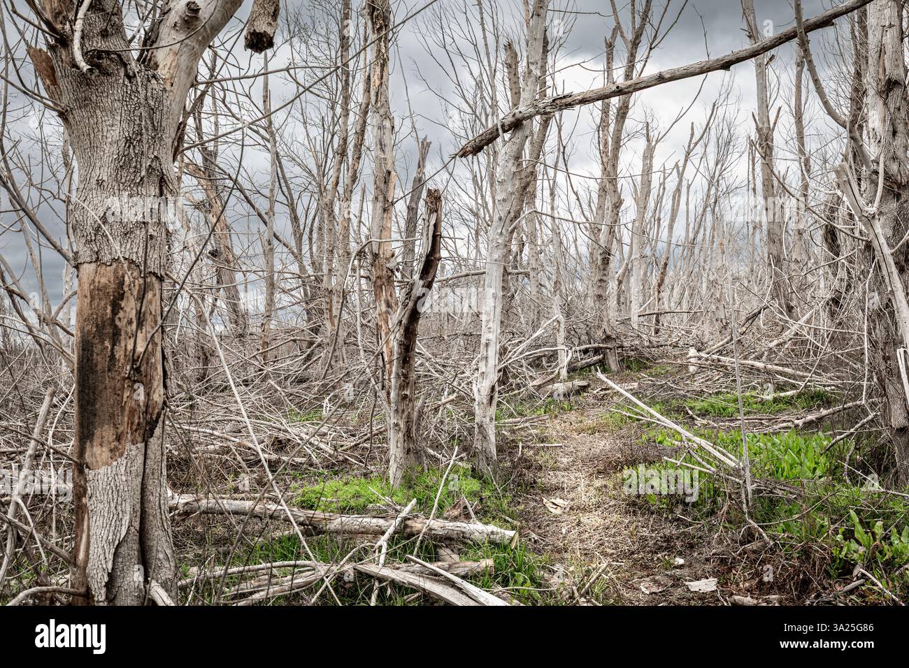 A haunting landscape of a dead forest with barren, skeletal trees ...