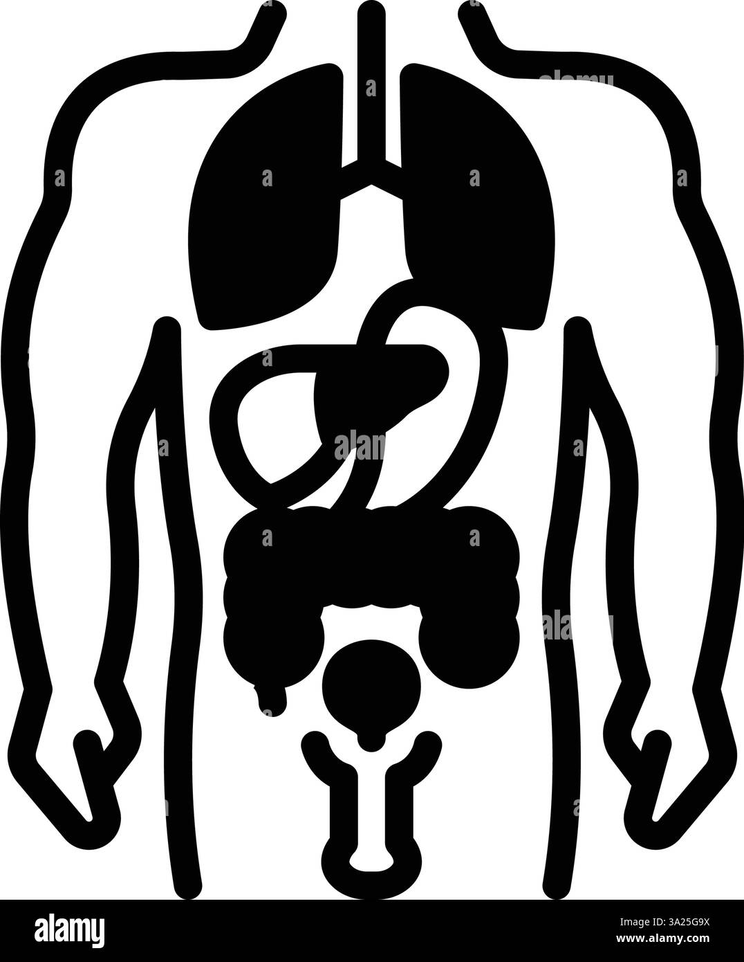 Icon for anatomy, morphology Stock Vector Image & Art - Alamy