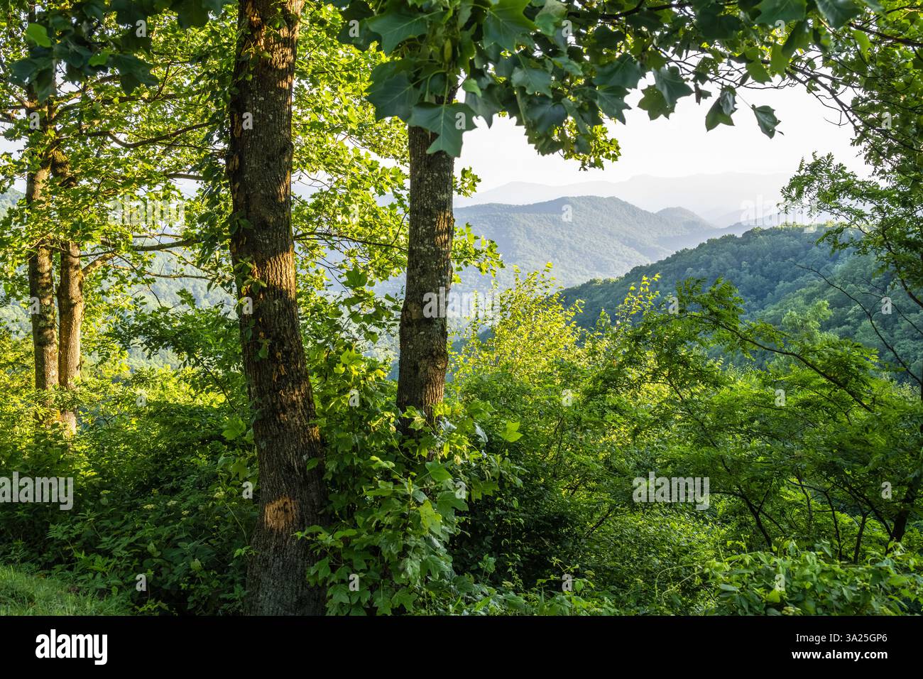 View of Hog Pen Gap near the Appalachian Trail along the Richard B ...