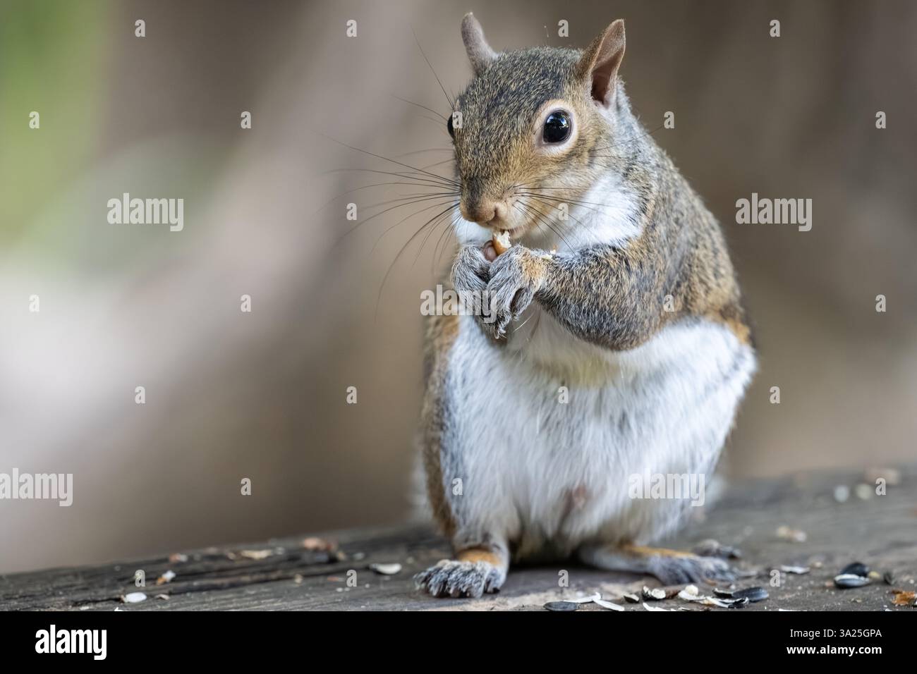 Eastern gray squirrel (Sciurus carolinensis), nibbling on seeds at ...