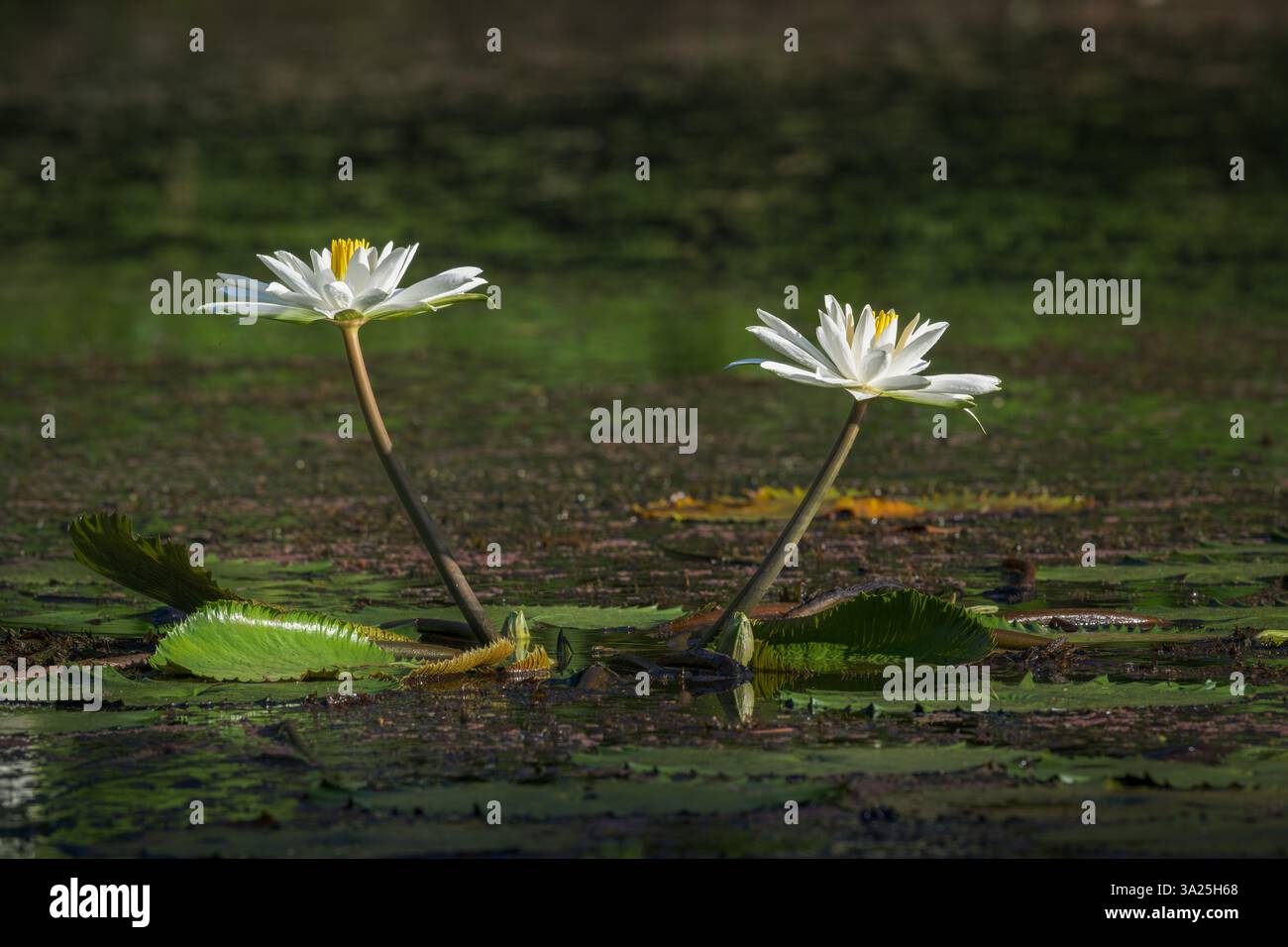 A beautiful floral landscape featuring two water-lily blossoms ...
